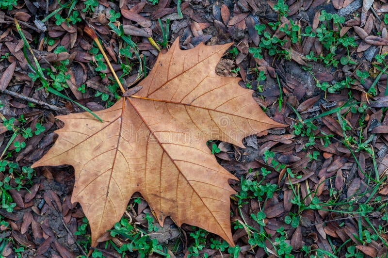 Leaf on the ground stock image. Image of color, nature - 132497331