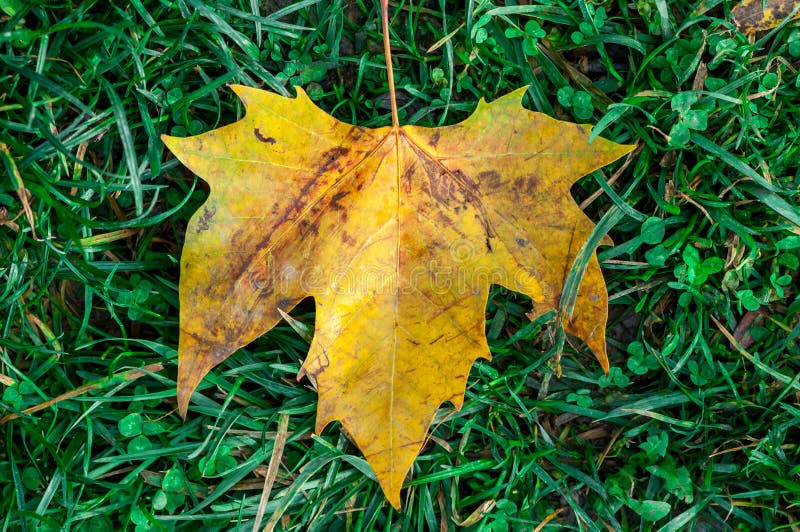 Leaf on the ground stock image. Image of spring, tree - 133195257