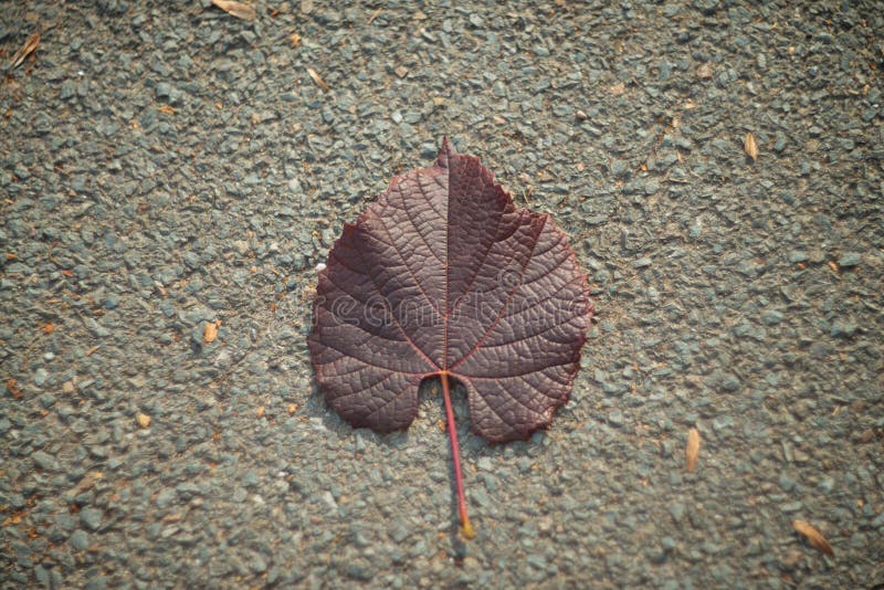 Leaf on the ground stock photo. Image of leaf, branches - 79910928