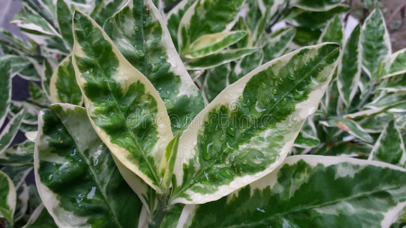 Leaf Growing Leaves in Garden Stock Image - Image of herb, leaves ...