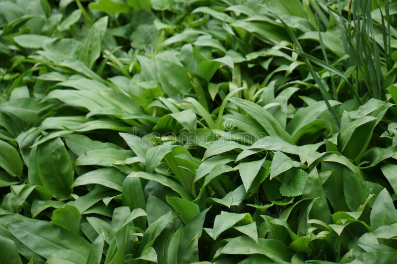 Leaf Growing Plant Botanical Garden Stock Photo - Image of natural ...