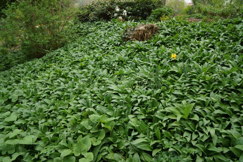 Leaf Growing Plant Botanical Garden Stock Image - Image of flora ...