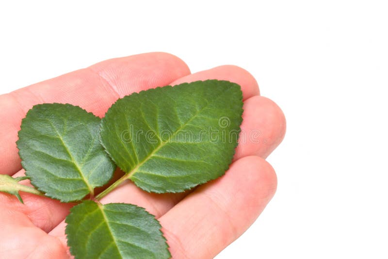 Leaf in a hand stock photo. Image of spring, leaves, planting - 1350830