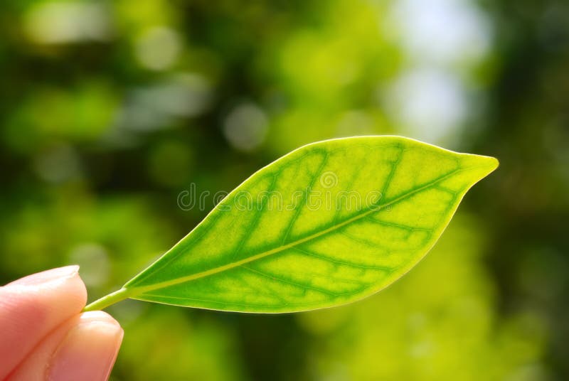 Leaf in the hand stock image. Image of woman, nature - 66578811