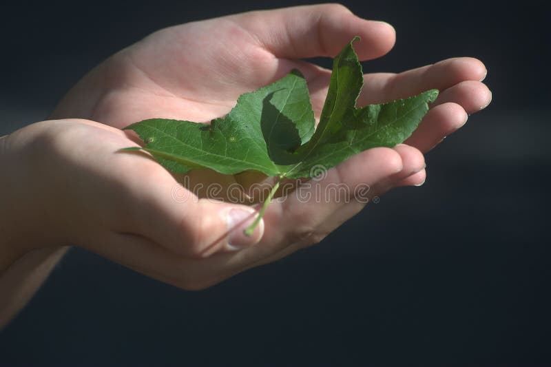 Leaf in Hand stock photo. Image of foliage, holding, green - 20340120