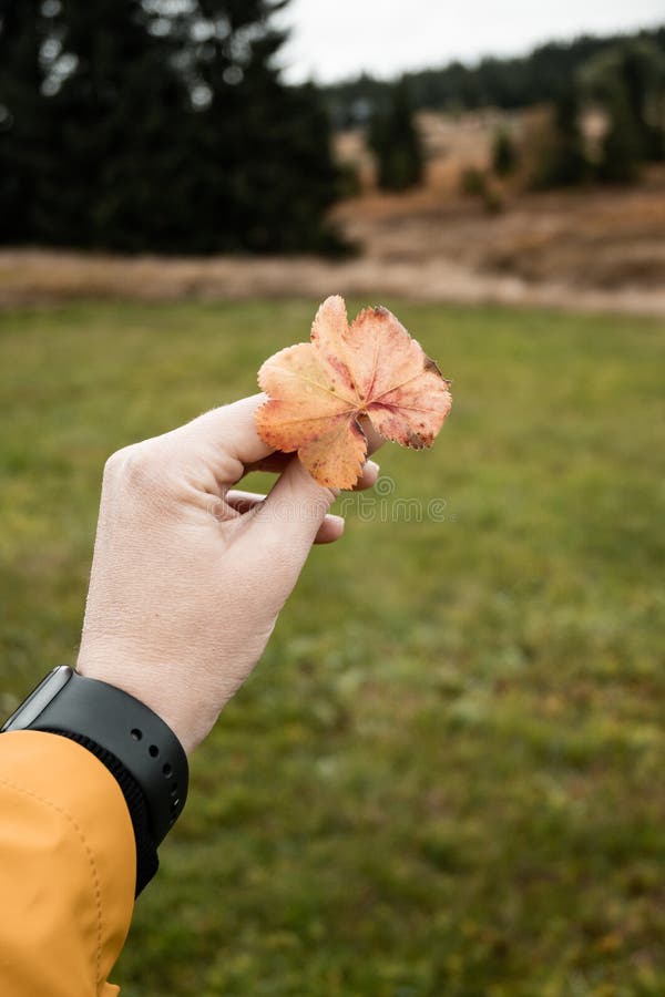 Leaf in the Hand, Autumn at Sumava Mountains, Czech Republic Stock ...