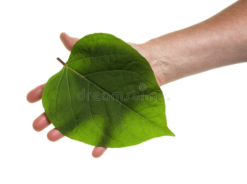 Leaf on hand stock photo. Image of hand, thumb, handful - 36107320