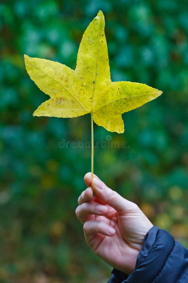 Leaf in hand stock photo. Image of closeup, nature, season - 32968462