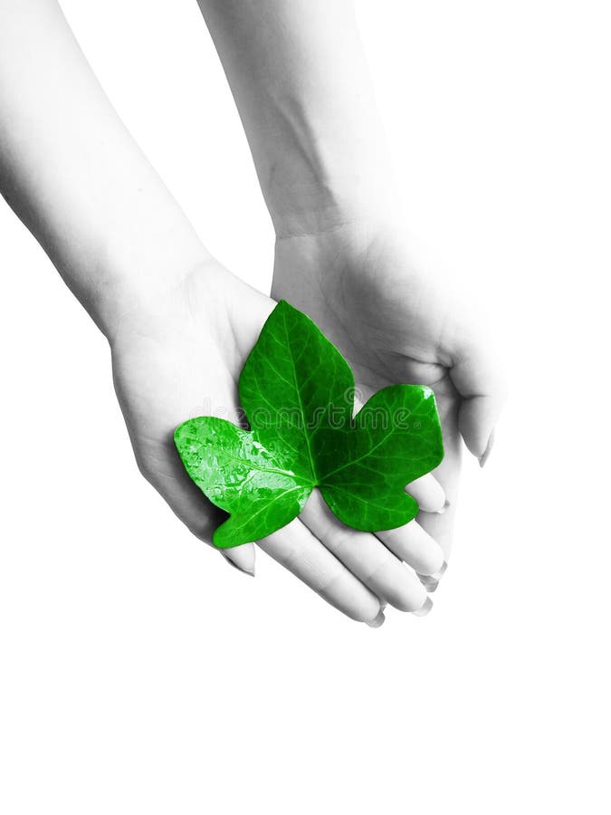 Leaf in hands stock image. Image of green, botany, forest - 6473075