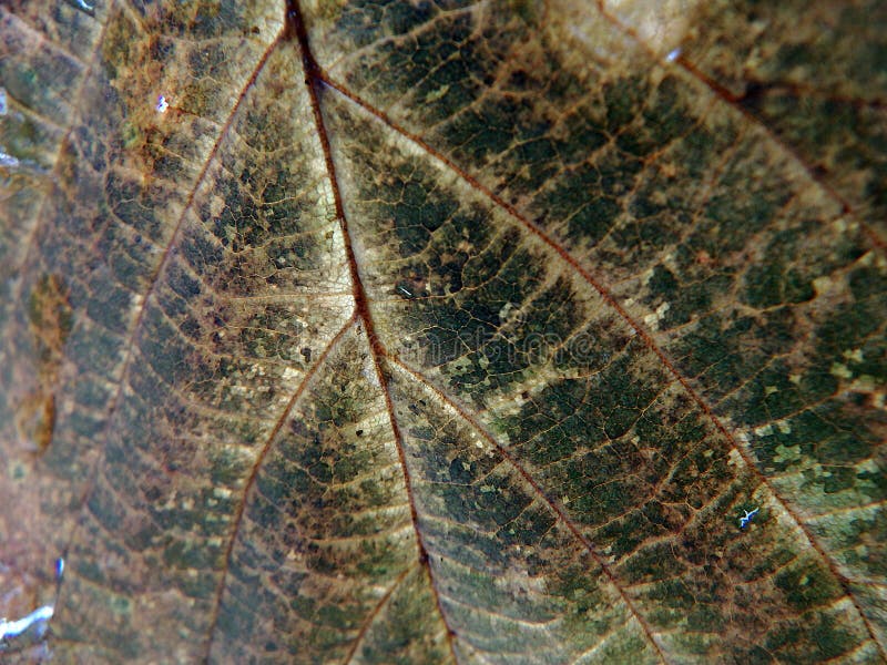 Leaf hazel in winter stock photo. Image of seasonal - 104545990