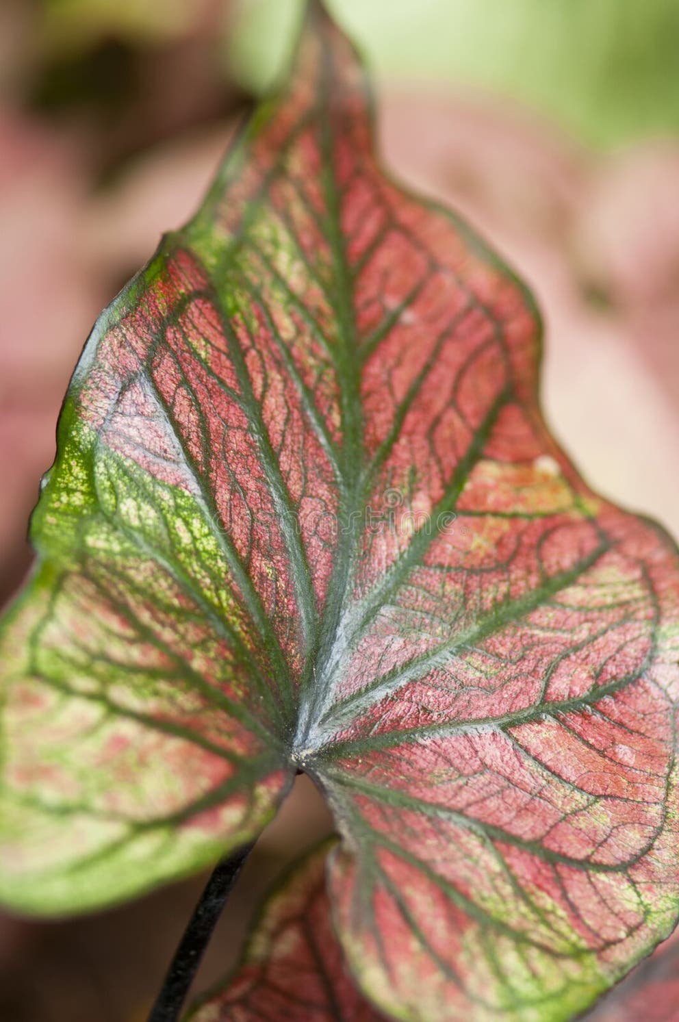 1,238 Heart Jesus Plant Bangkok Stock Photos - Free & Royalty-Free ...