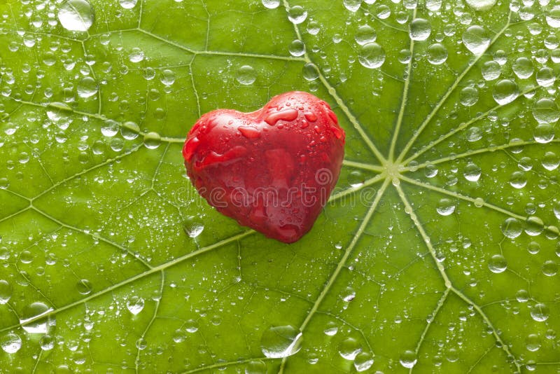 Leaf Heart Love stock photo. Image of clean, valentine - 57056444