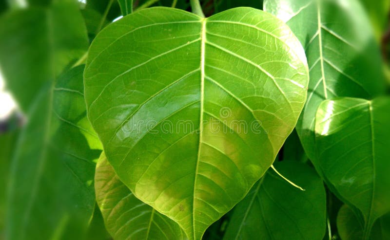 Red Heart in the Spring Flowers Stock Photo - Image of maytradition ...