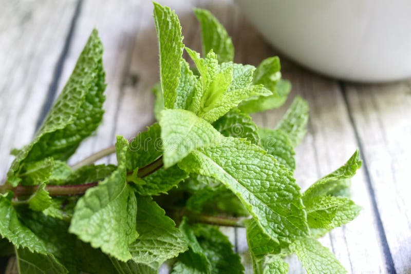 Leaf, Herb, Plant, Peppermint Picture. Image: 135806795