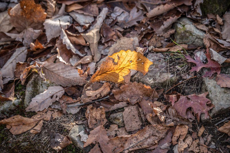 A Leaf Highlighted by the Sunlight Stock Image - Image of leaves ...