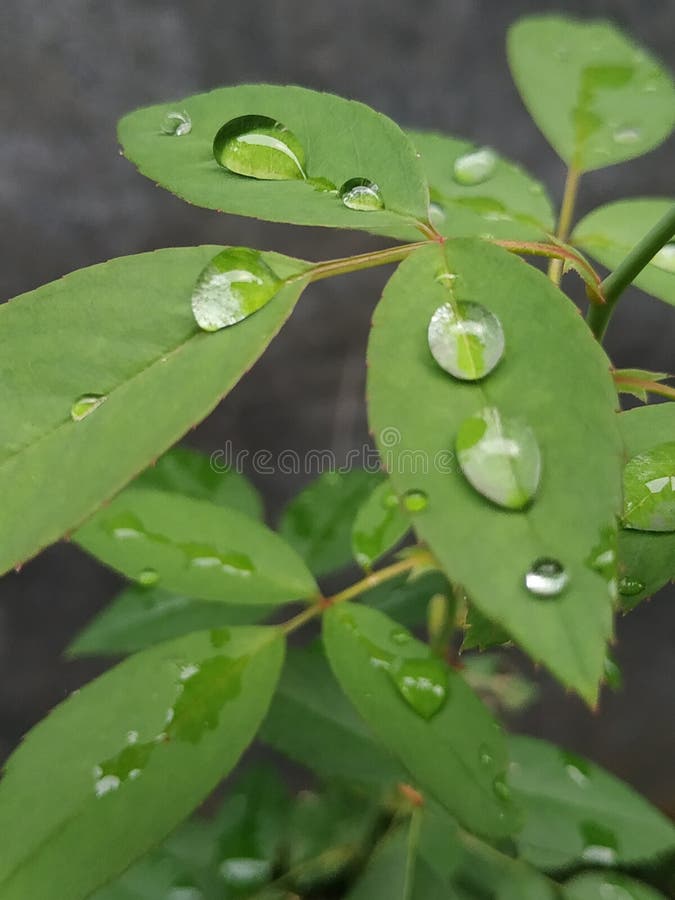 This is a Leaf that is Hit by Raindrops Stock Photo - Image of leaf ...