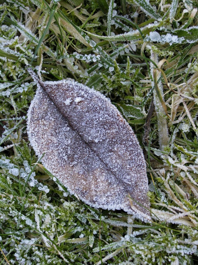 Leaf with Hoar-frost in Winter Stock Photo - Image of hoarfrost, time ...