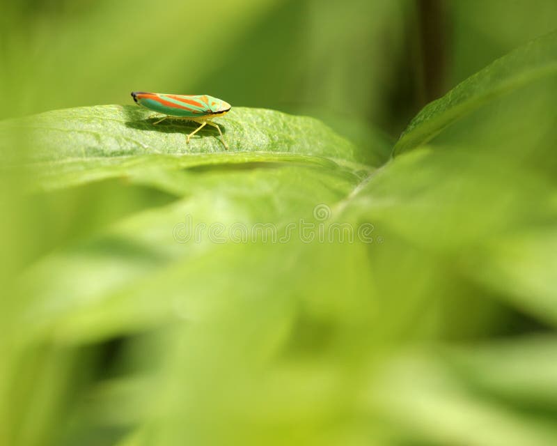 Leaf-hopper stock photo. Image of beauty, plant, nature - 20243400