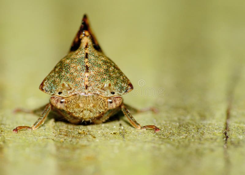 Leaf Hopper stock photo. Image of nature, pupa, pest - 33351632