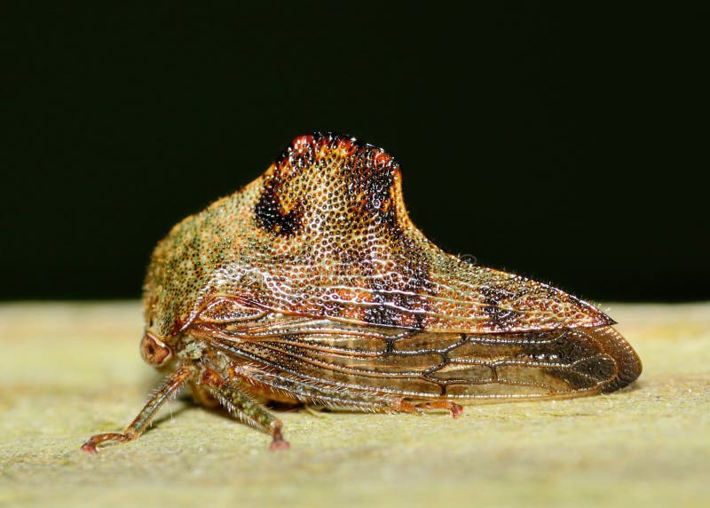 Leaf-hopper stock photo. Image of biology, environment - 33637784