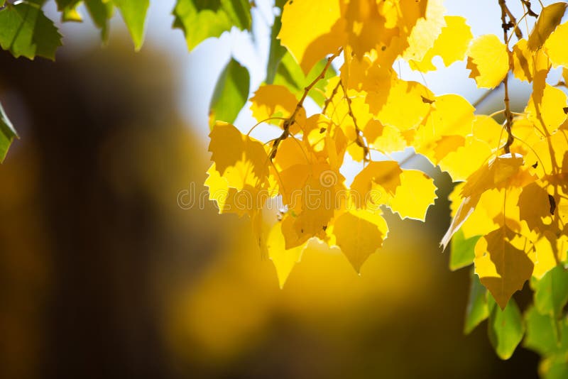 Leaf of Huyang in the Sunlight Stock Image - Image of sunlight, leaf ...