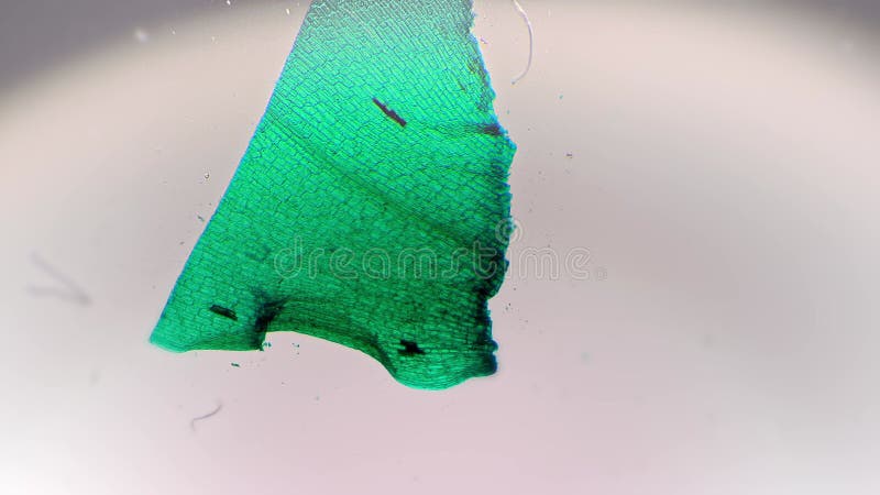 Leaf of Hydrilla Verticillata in Longitudinal Section Under Microscope ...