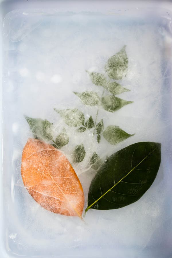 Leaf in ice stock photo. Image of inclusions, refrigerated - 39737092