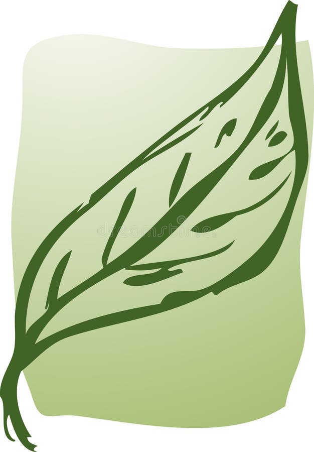 Gum Leaf stock vector. Illustration of flora, vector, leaves - 5143172