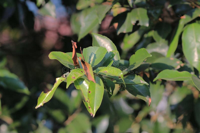 A Leaf Image, the Nature Concept Photo Stock Image - Image of closeup ...