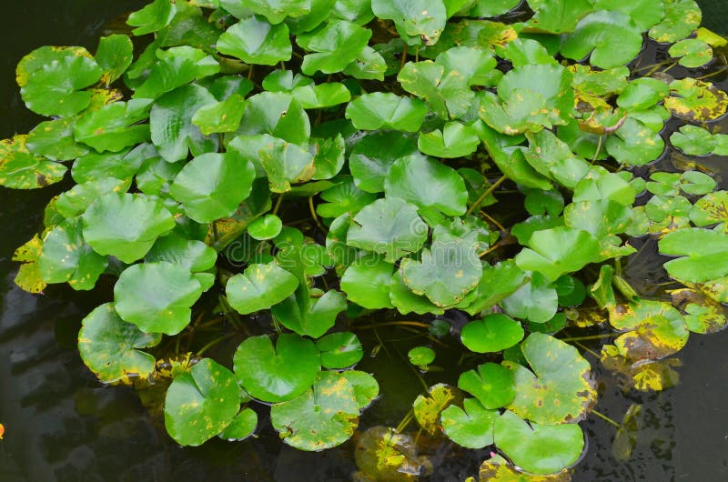 A Leaf Image, the Nature Concept Photo Stock Photo - Image of forest ...