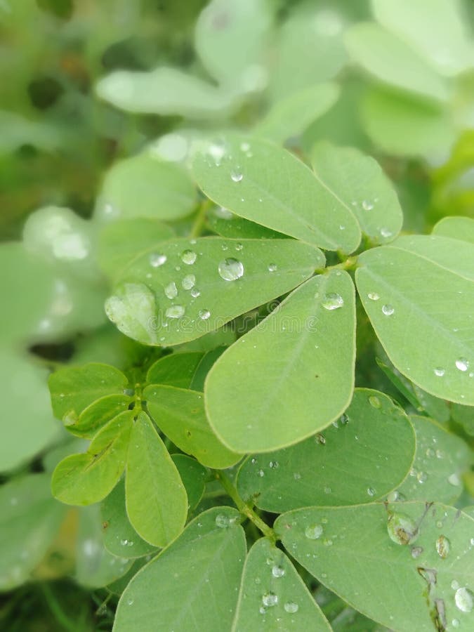 Leaf image very nice stock photo. Image of nice, nature - 201044272