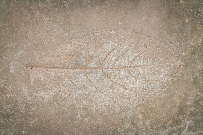 Leaf impression in stone. stock image. Image of halftones - 71796961