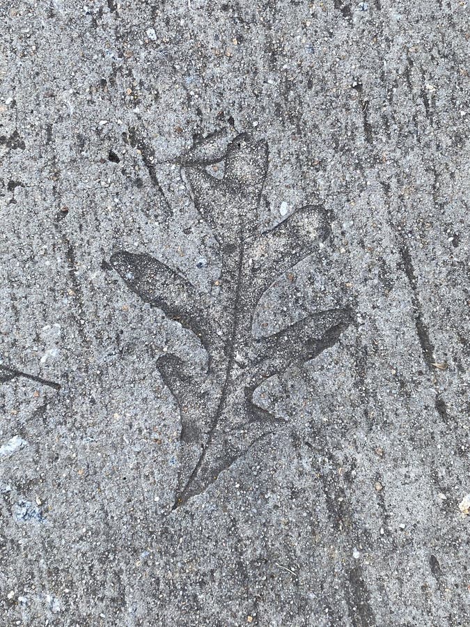 Imprint Fossil of an Ammonite Ammonoidea Stock Image - Image of natural ... Imprint Fossil of an Ammonite Ammonoidea Stock Image - Image of natural ...