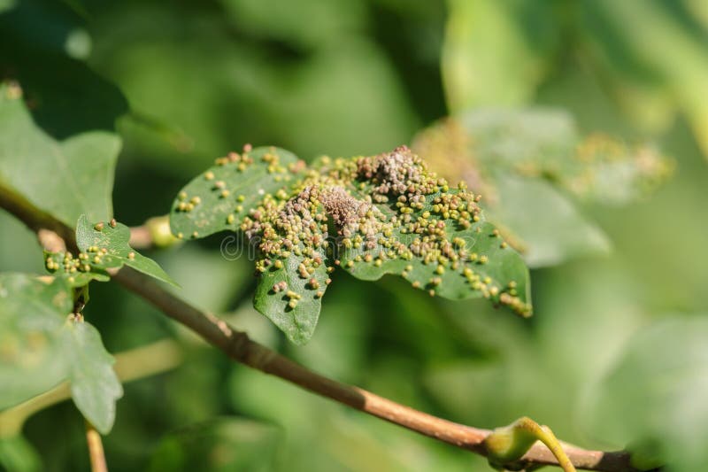 Leaf Infected with Gall Mites (Genus Eriophydae). Stock Image - Image ...