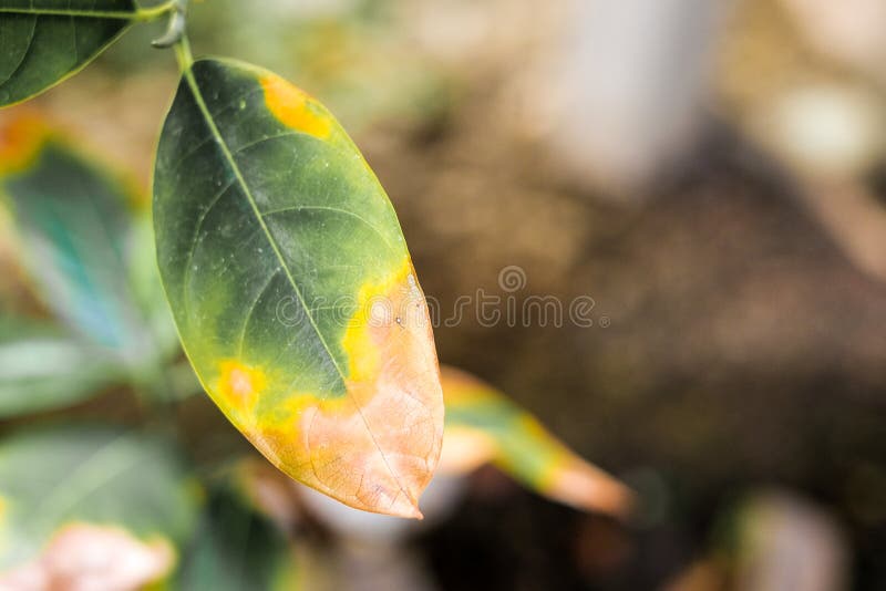 Leaf Infectious Leaves Disease with Green Leaves in Bad Environment ...