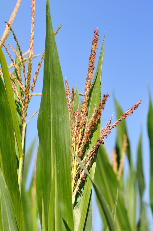 351 Inflorescence Maize Stock Photos - Free & Royalty-Free Stock Photos ...