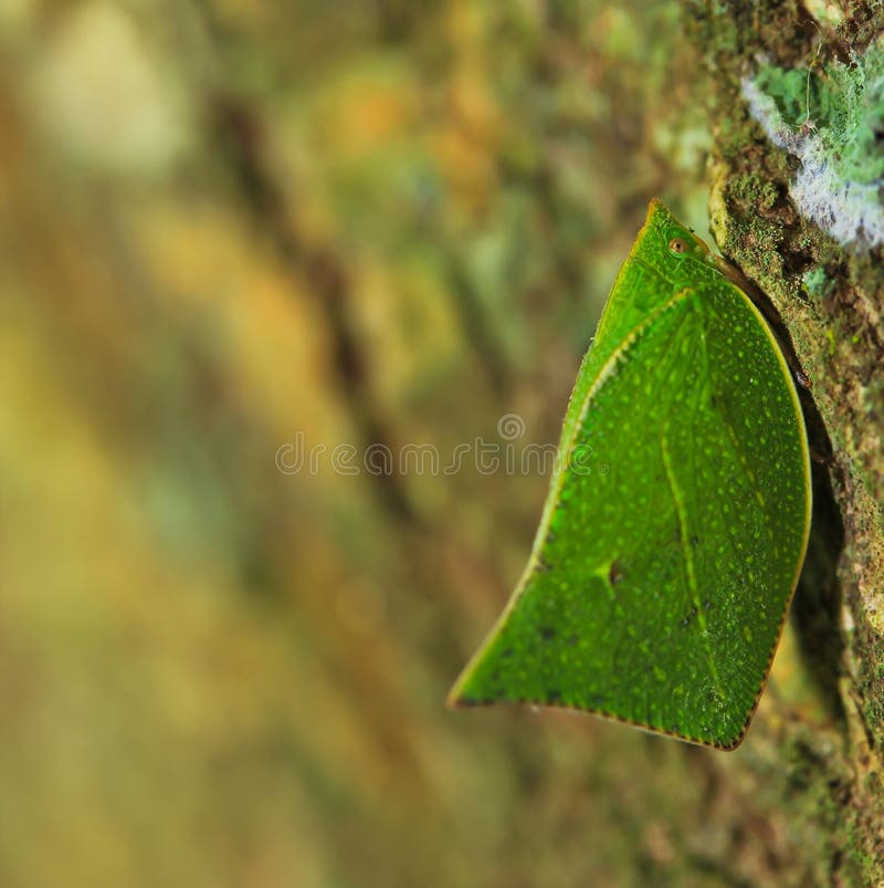 Leaf insect stock photo. Image of beauty, close, insect - 27552018