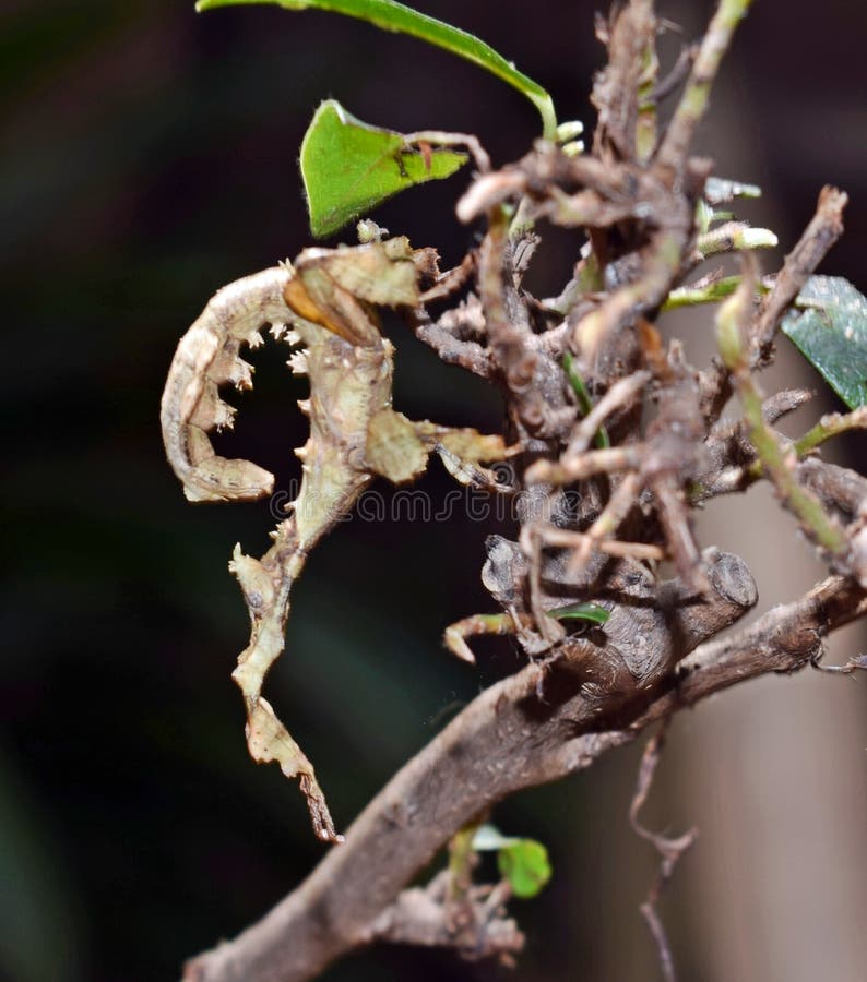 Leaf insect from Australia stock photo. Image of leaf - 126148462