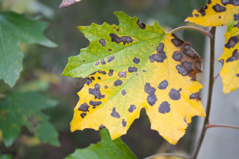 Leaf insect bites stock image. Image of autumn, forest - 43512841