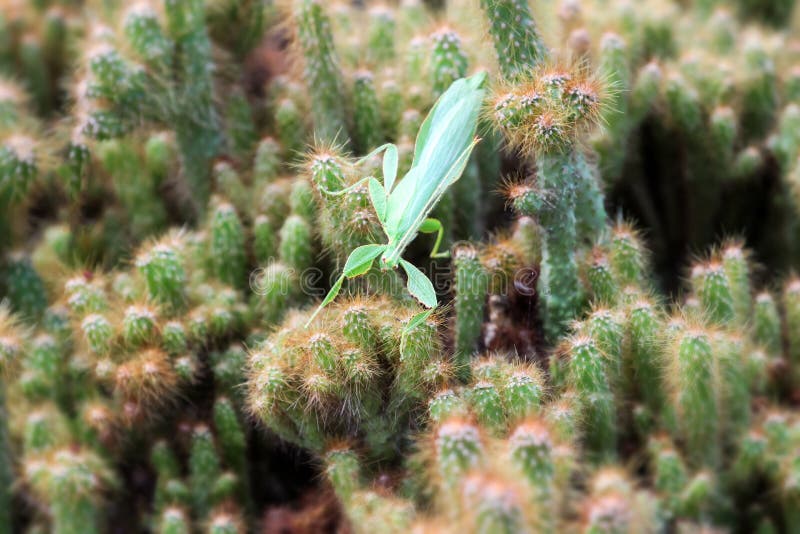 Leaf Insect on the cactus stock photo. Image of invertebrate - 149492420
