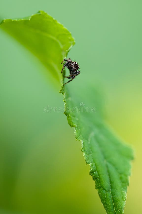 Leaf, Insect, Close Up, Macro Photography Stock Image - Image of water ...