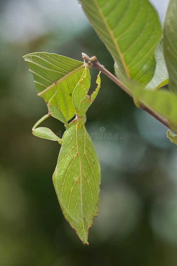 A Leaf Insect on Guava Tree Stock Image - Image of wilderness, brown ...
