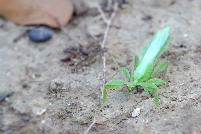 Leaf Insect on the Leaves and the Natural Background Stock Image ...