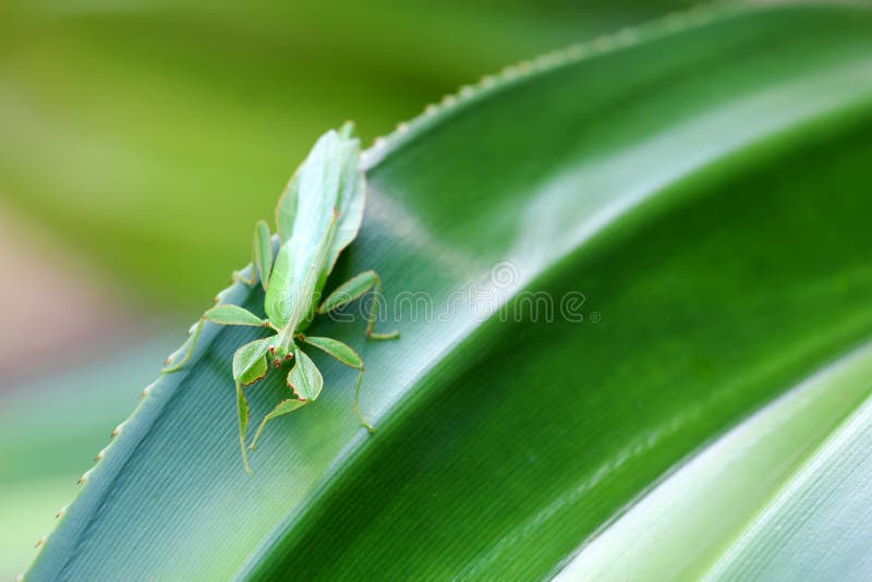 Leaf Insect on the Leaves and the Natural Background Stock Photo ...