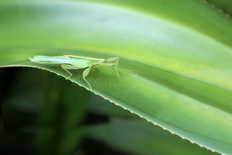Leaf Insect on the Leaves and the Natural Background Stock Image ...