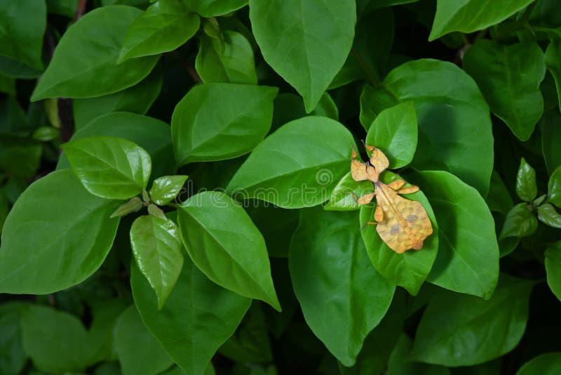 Leaf Insect On White Background. Stock Image - Image of insect, nature ...