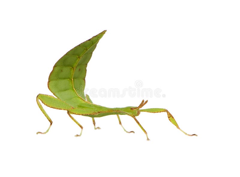 Leaf Insect, Phylliidae - Phyllium Sp Stock Photo - Image of macro ...