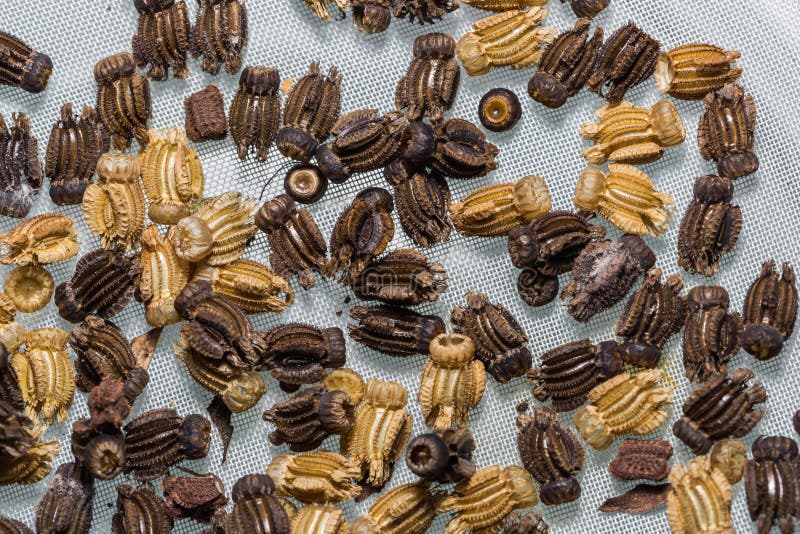 Leaf Insect Phyllium Ericoriai Eggs Stock Photo - Image of animal ...