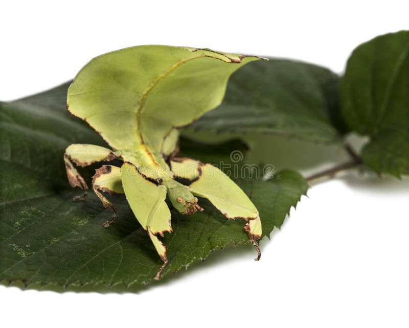 Leaf Insect, Phylliidae - Phyllium Sp Stock Image - Image of crawly ...