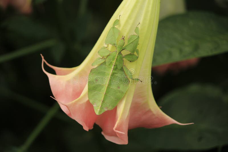 Leaf insect stock photo. Image of flower, glow, natural - 126374552